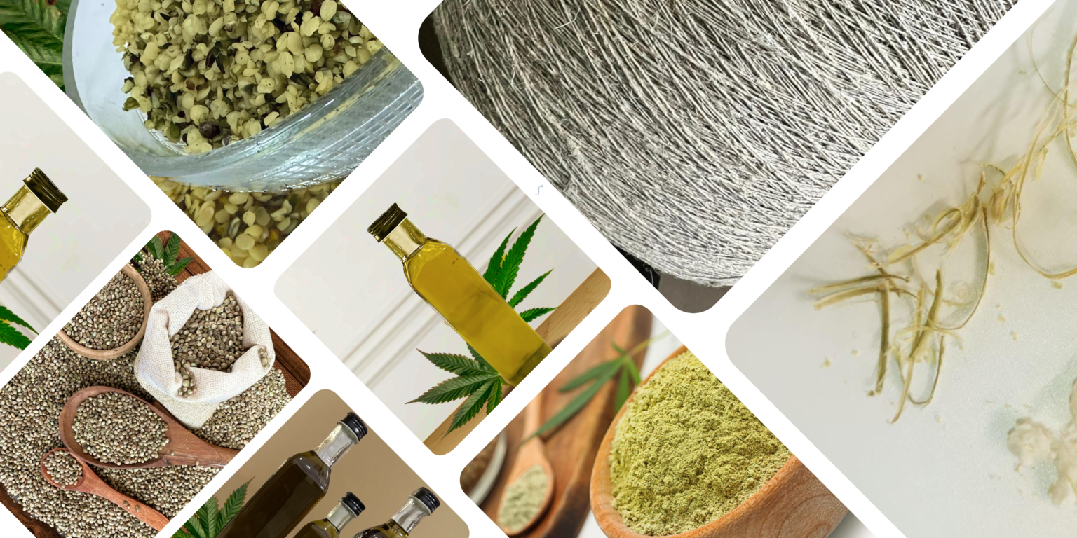 Celebrating Holi: Exploring the Timeless Connection Between Hemp and ...